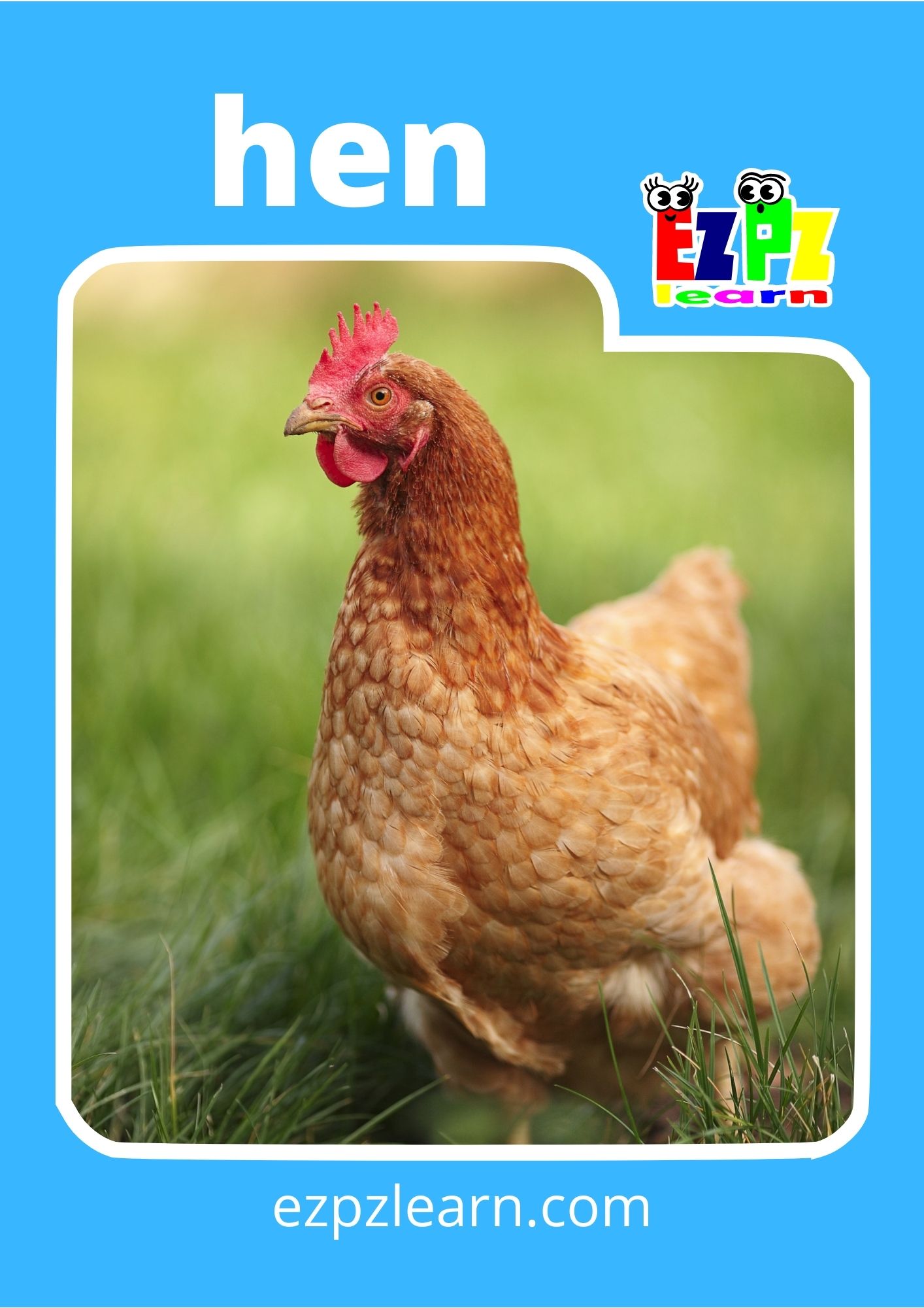 Farm Animals Photo Flashcards View Online or Free PDF Download ...