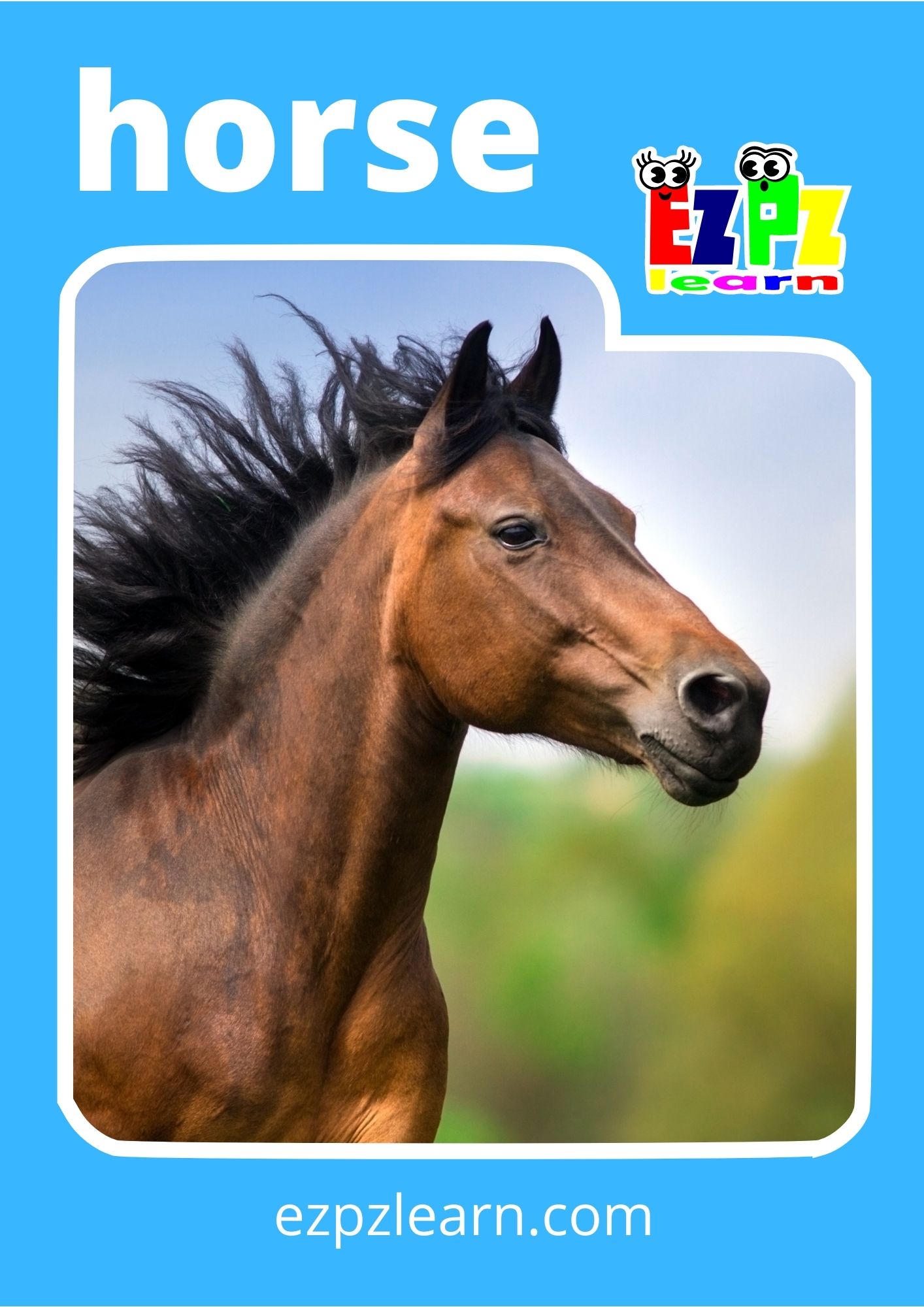 Farm Animals Photo Flashcards View Online or Free PDF Download ...