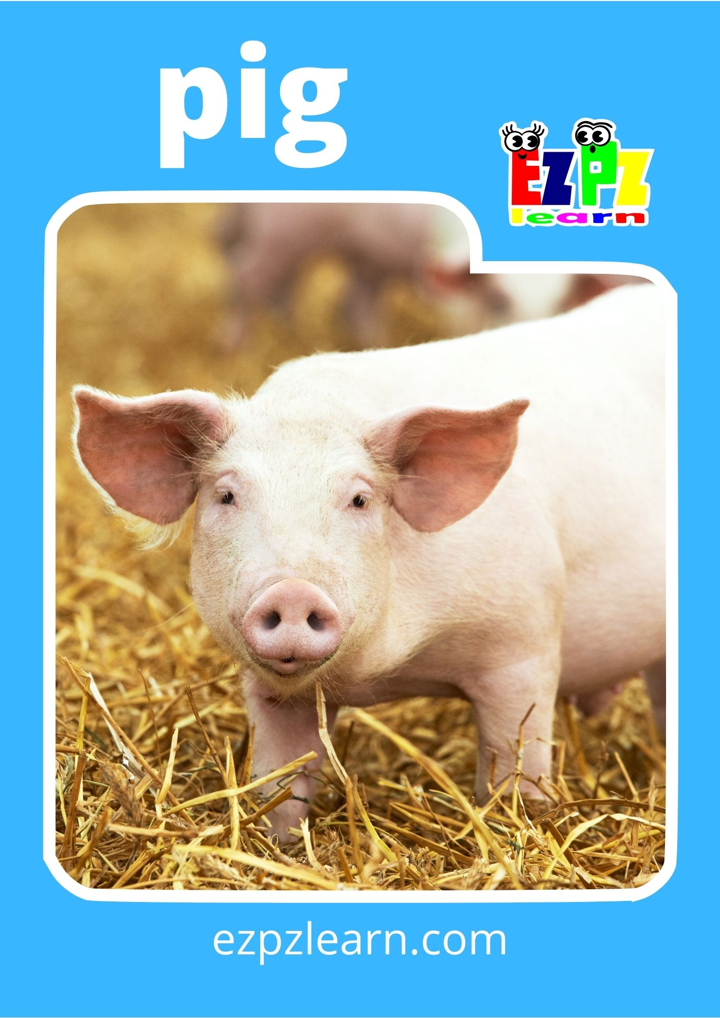 Farm Animals Photo Flashcards View Online or Free PDF Download ...