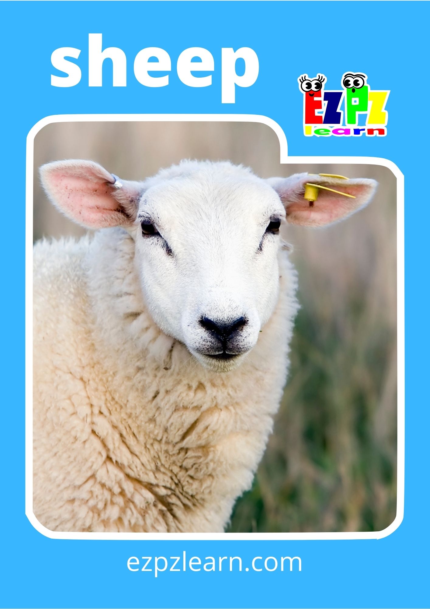 Farm Animals Photo Flashcards View Online or Free PDF Download ...