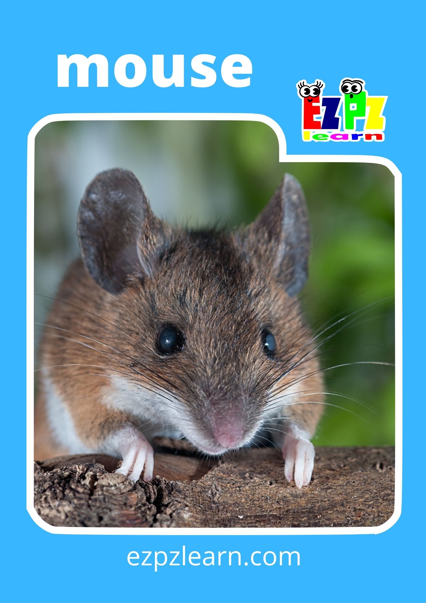 Pets Photo Flashcards - Ezpzlearn.com