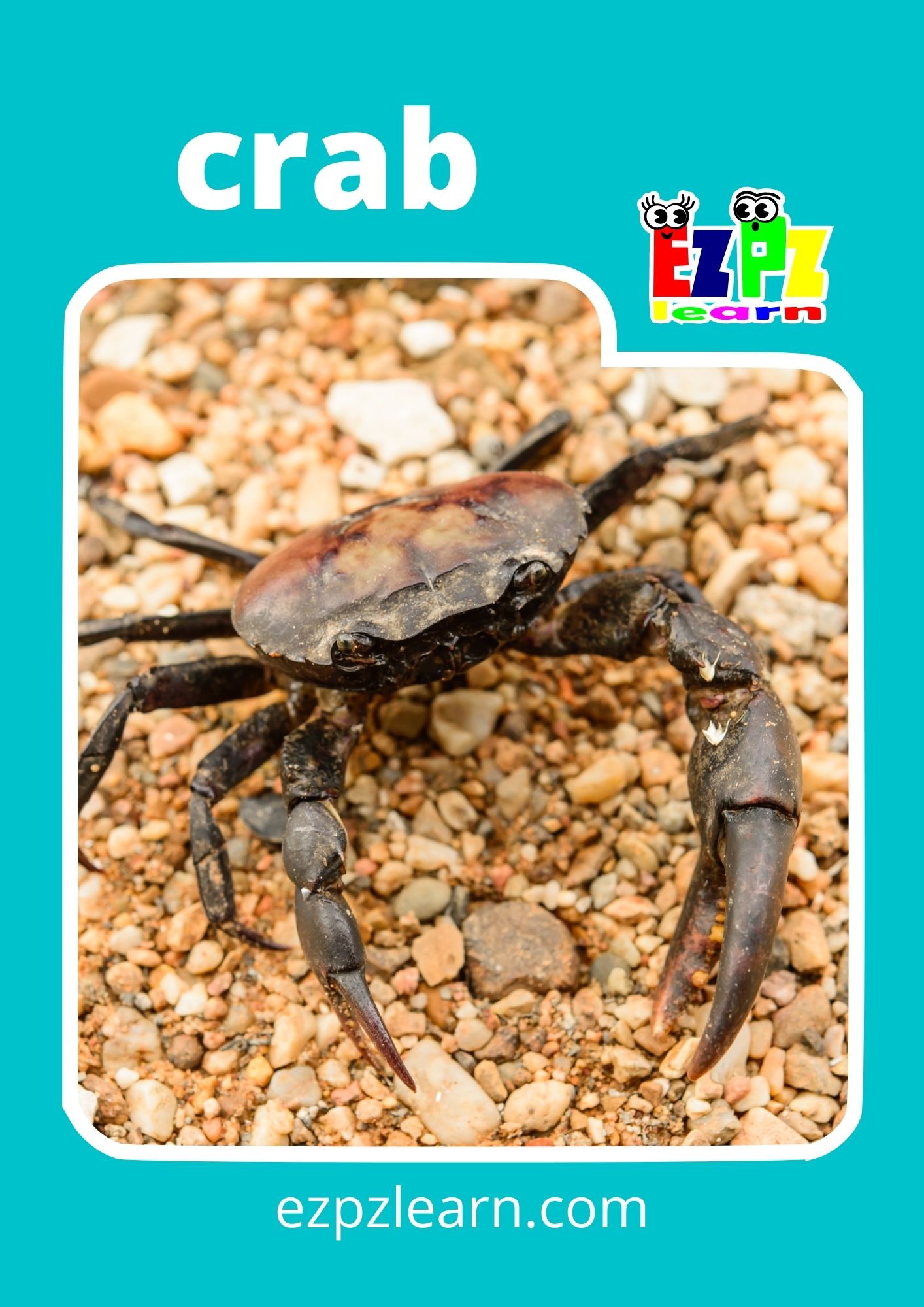 Sea Animals Photo Flashcards - Ezpzlearn.com