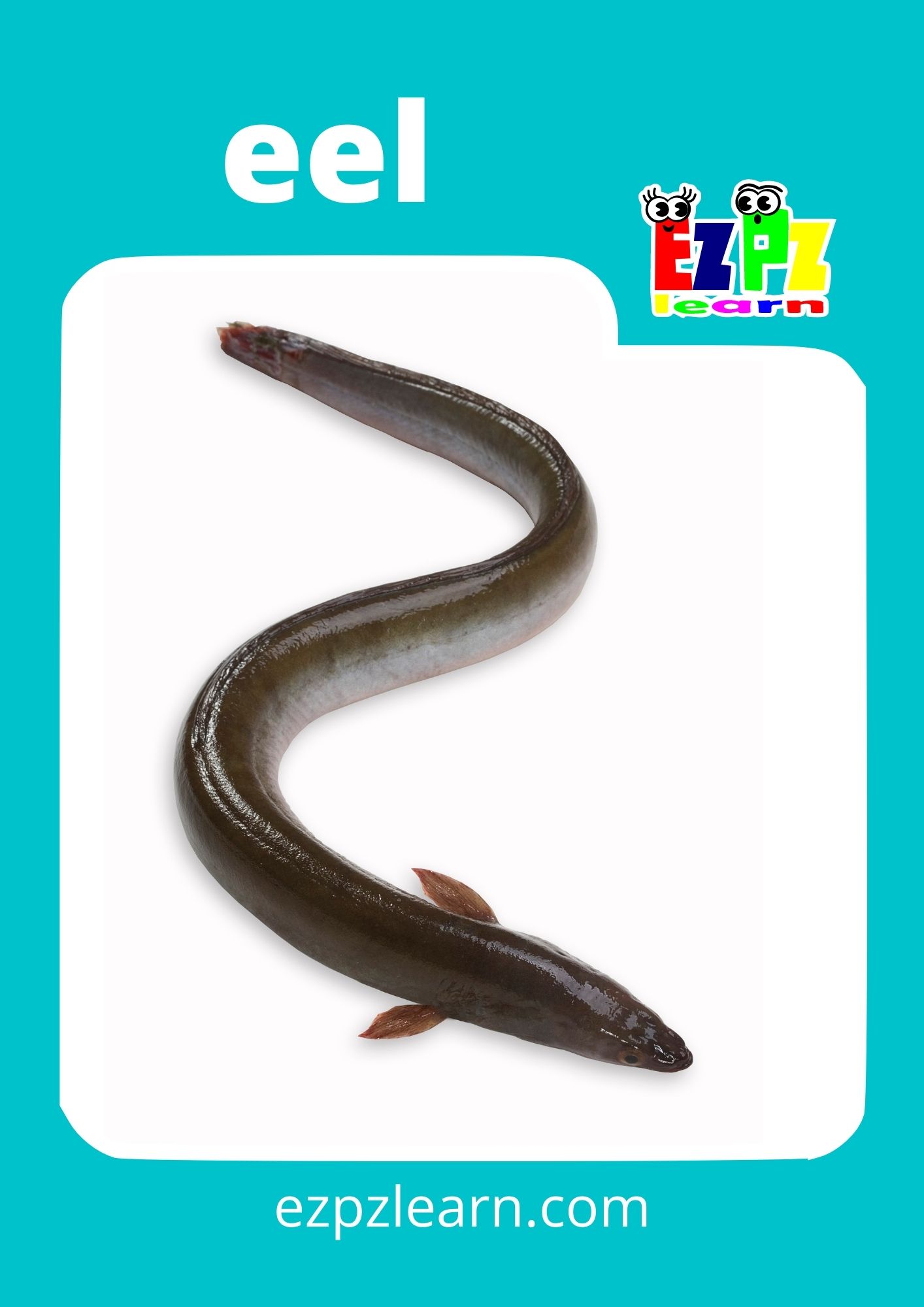 Sea Animals Photo Flashcards - Ezpzlearn.com