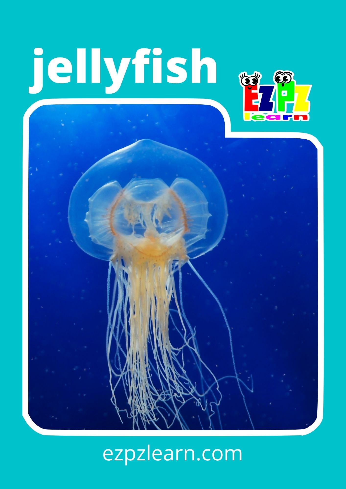 Sea Animals Photo Flashcards - Ezpzlearn.com