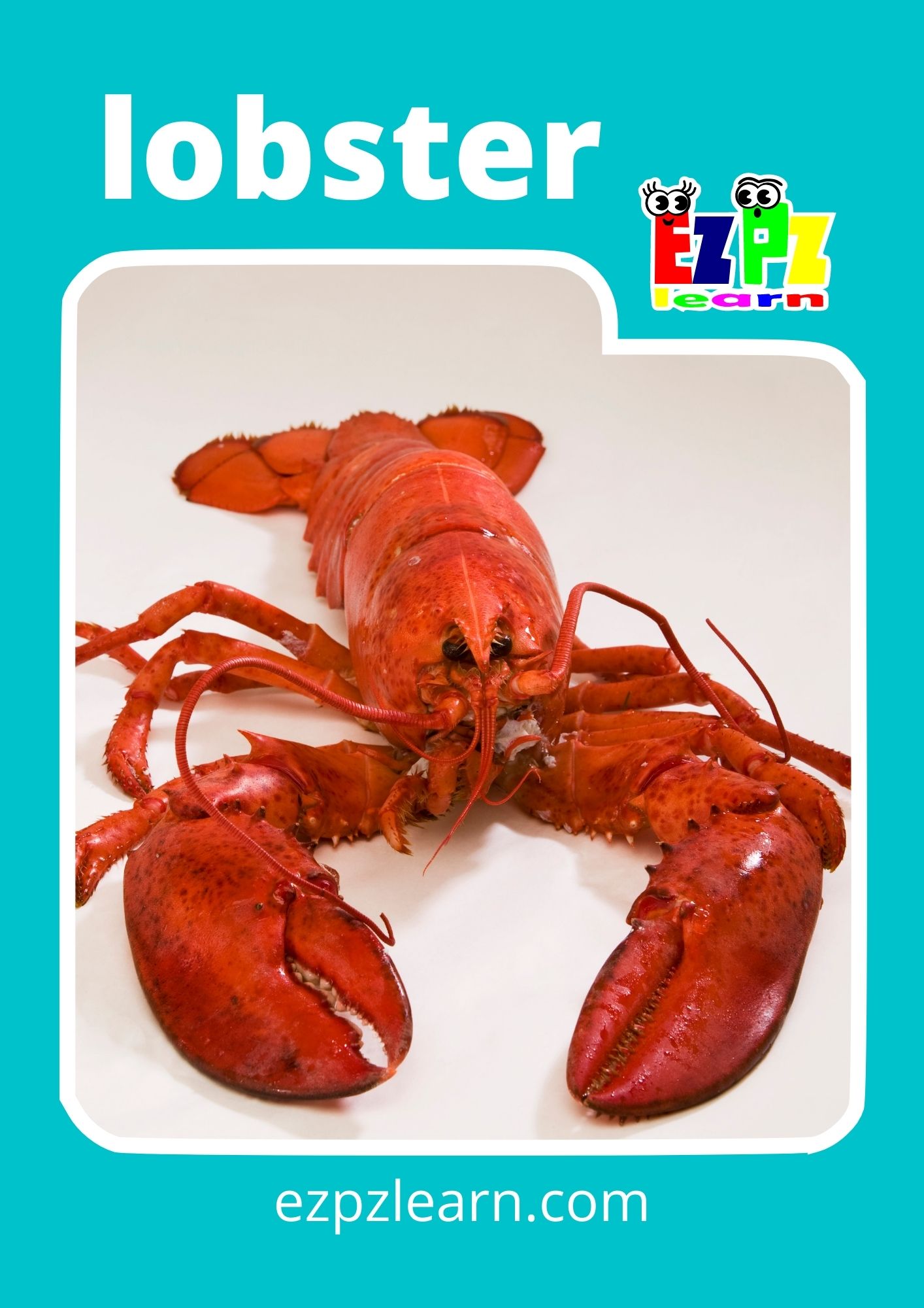 Sea Animals Photo Flashcards - Ezpzlearn.com