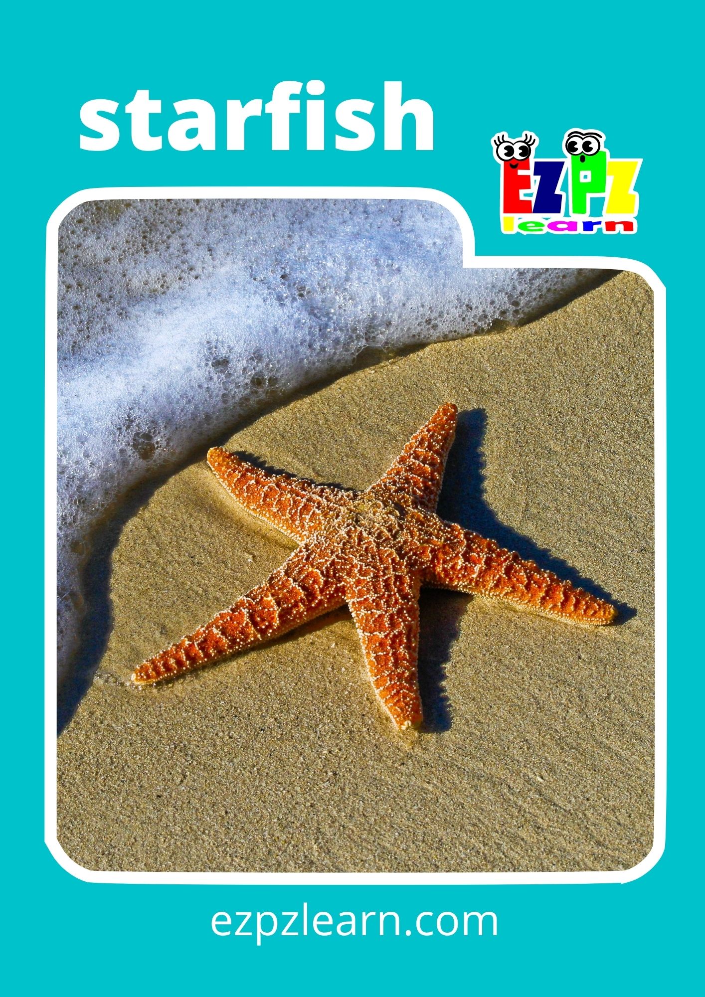 Sea Animals Photo Flashcards - Ezpzlearn.com