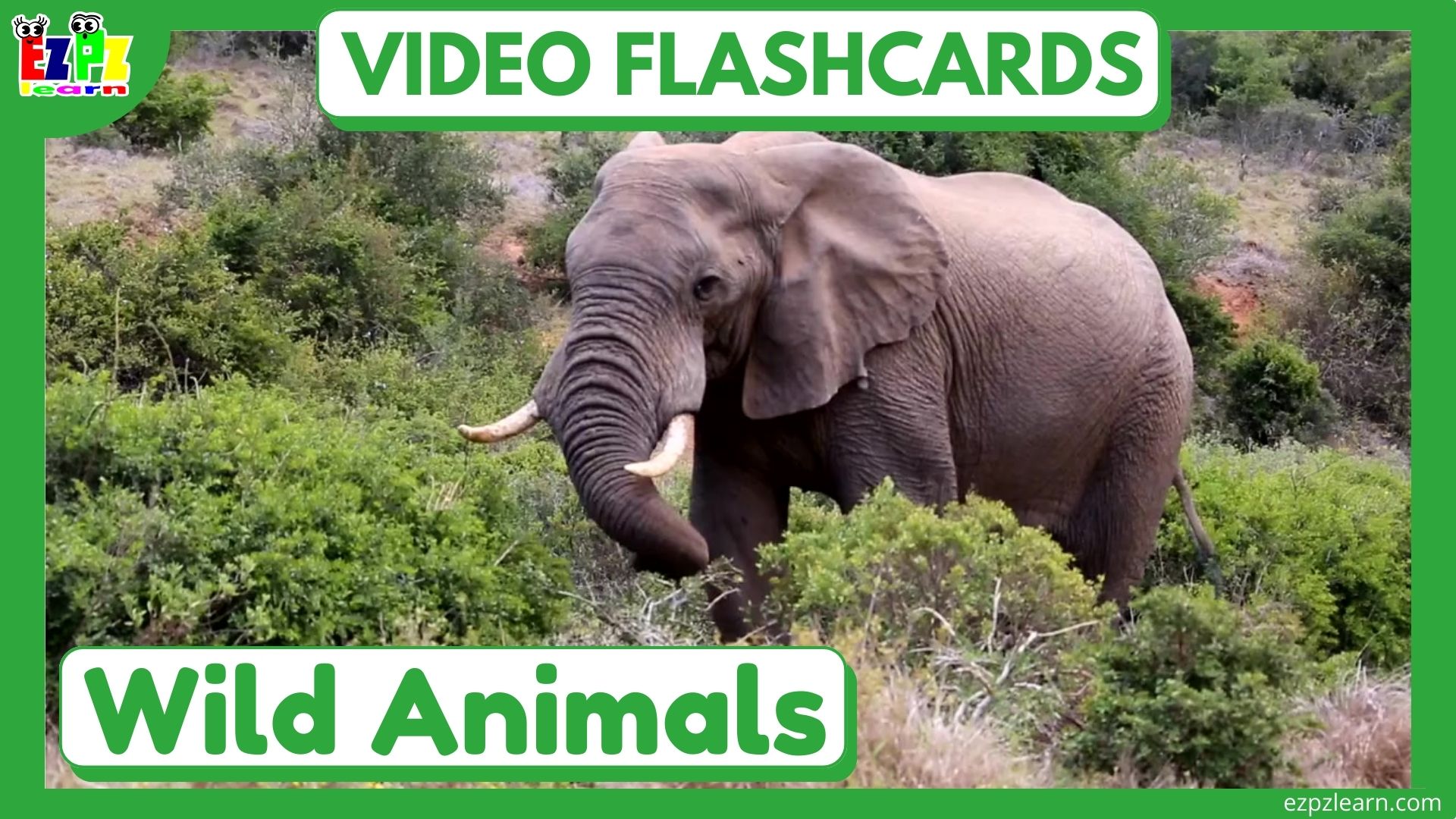 Wild Animals - Ezpzlearn.com