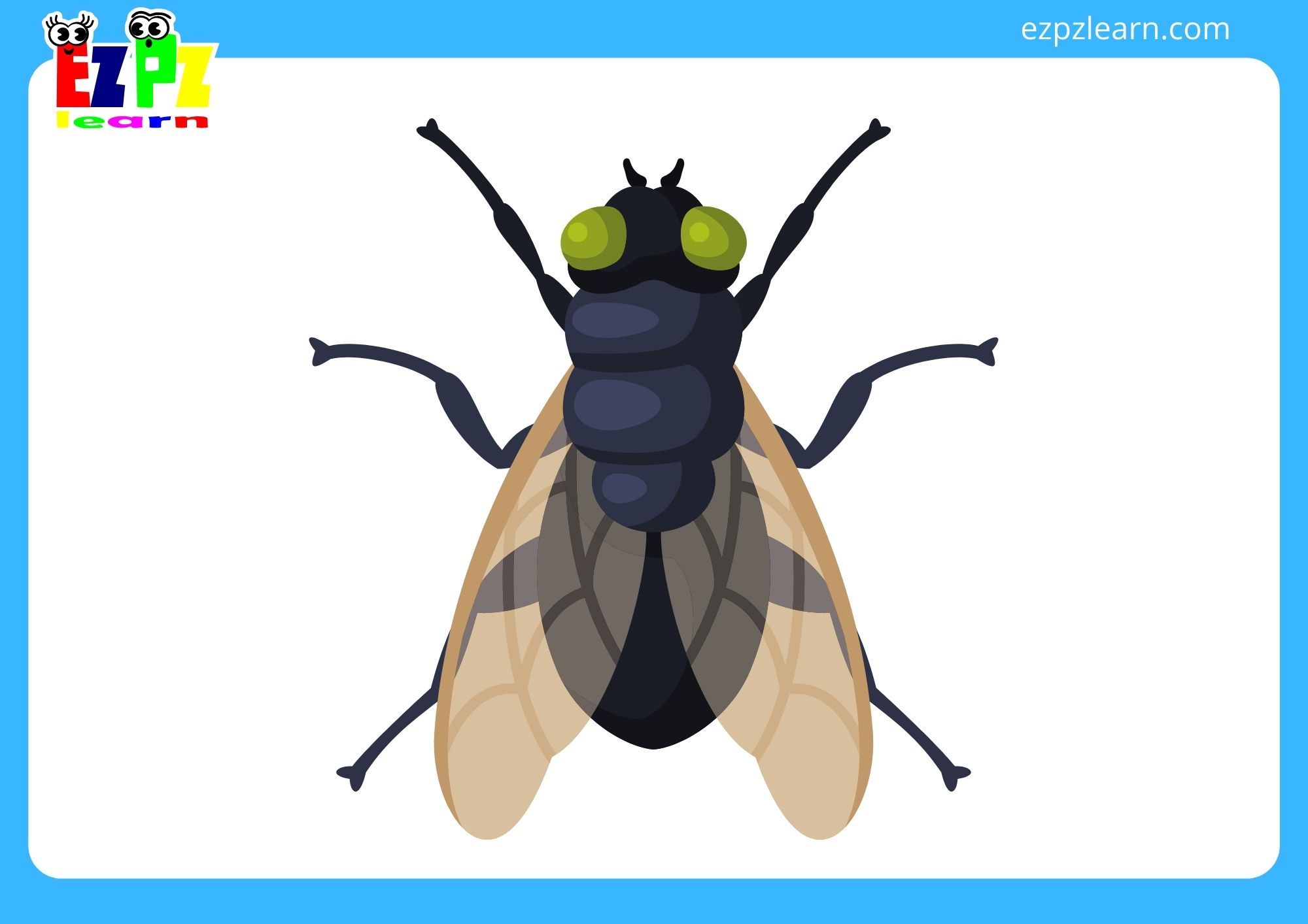 Insects & Bugs Flashcards View Online or Free Download PDF - Ezpzlearn.com