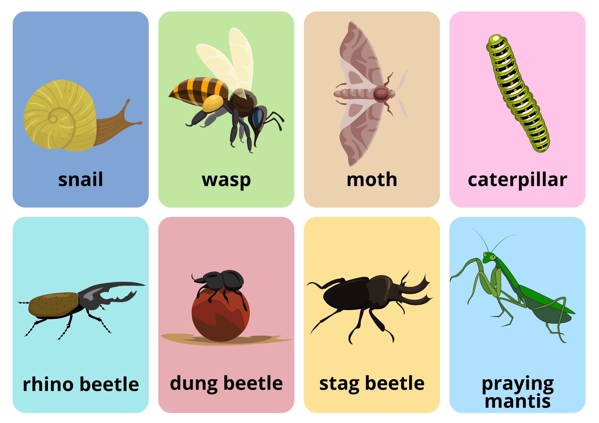 Insects & Bugs Flashcards View Online or Free Download PDF - Ezpzlearn.com