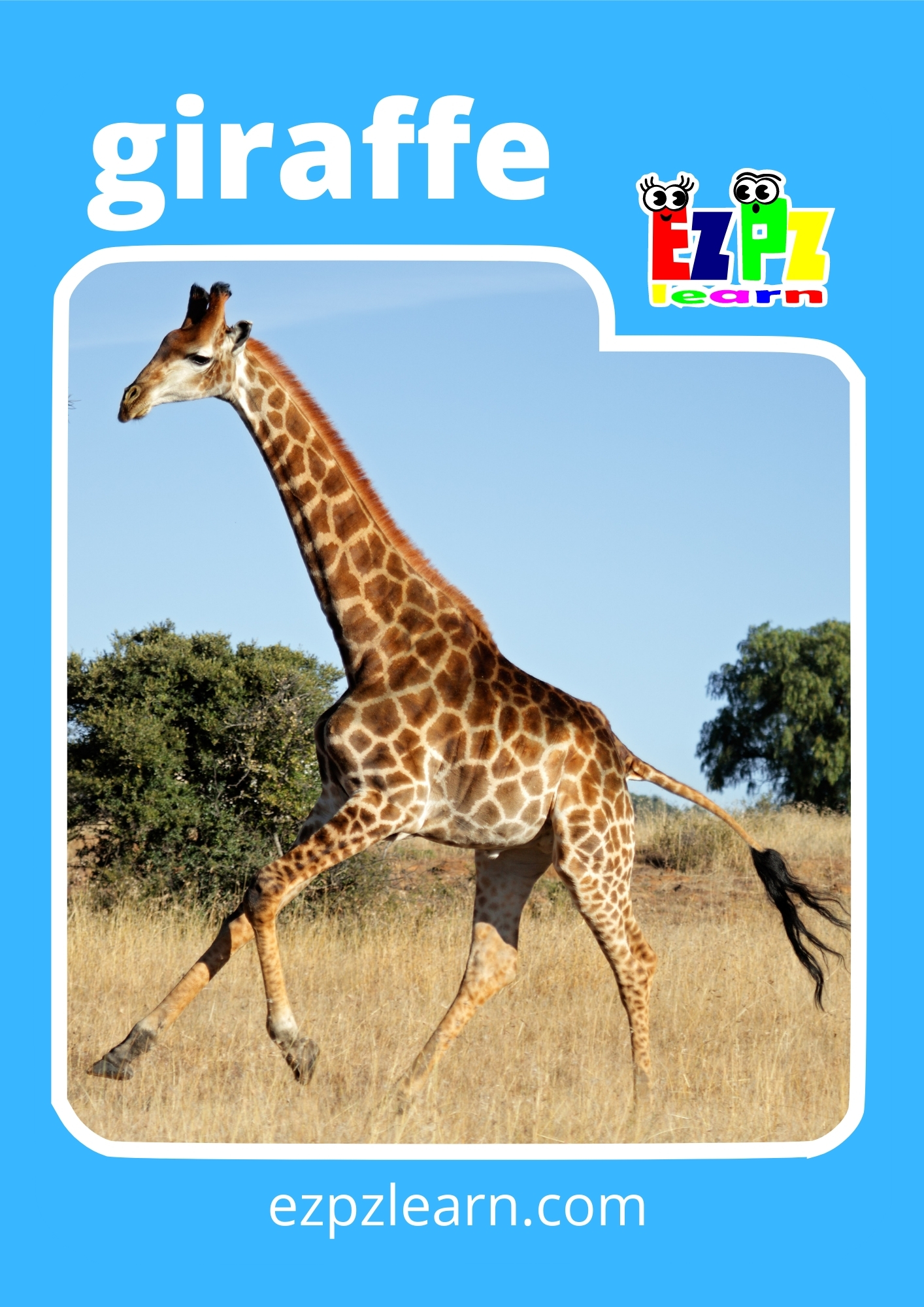 Wild Animals Flashcards with Photos Flashcards View Online or PDF ...