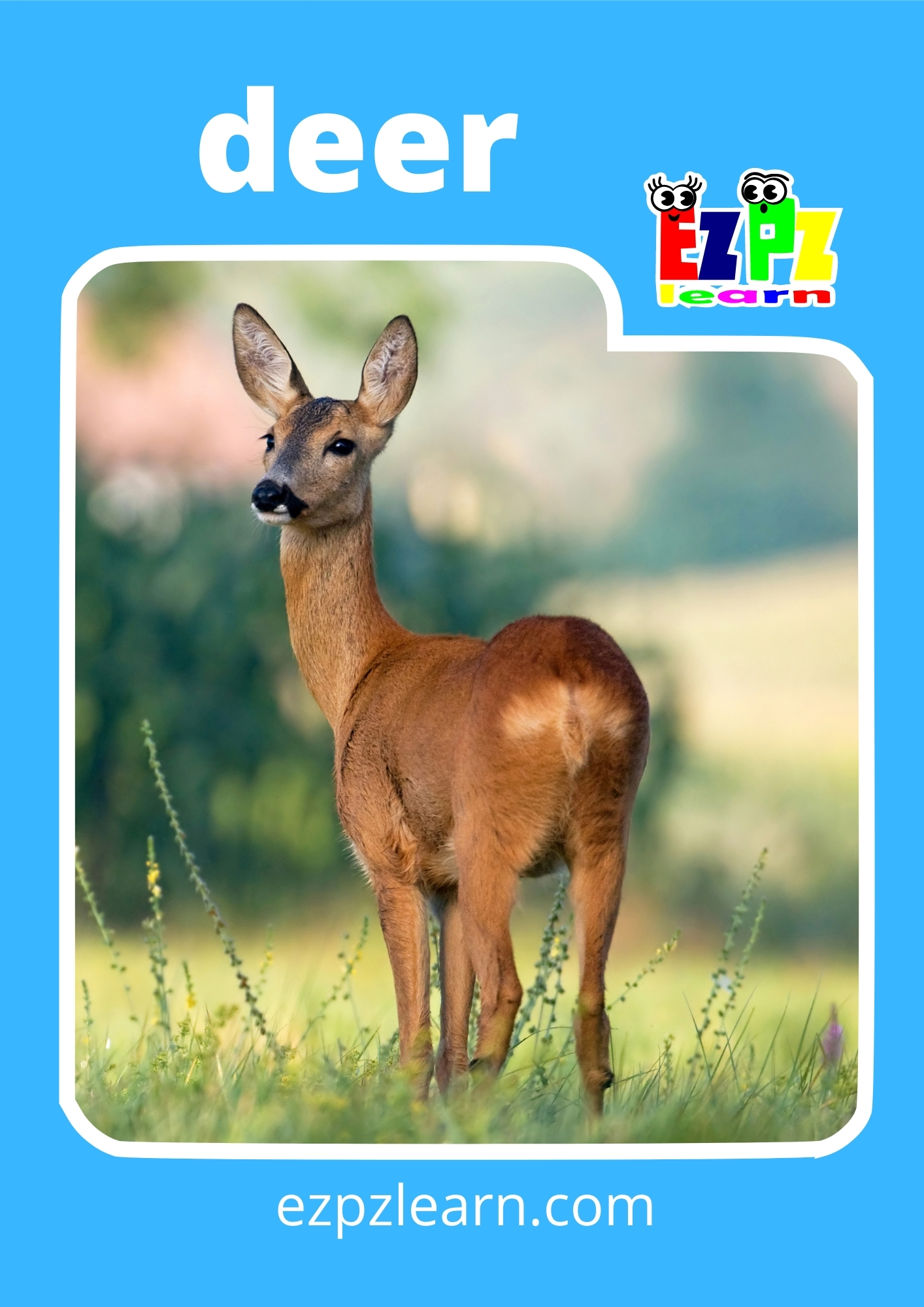 Wild Animals Flashcards with Photos Flashcards View Online or PDF ...